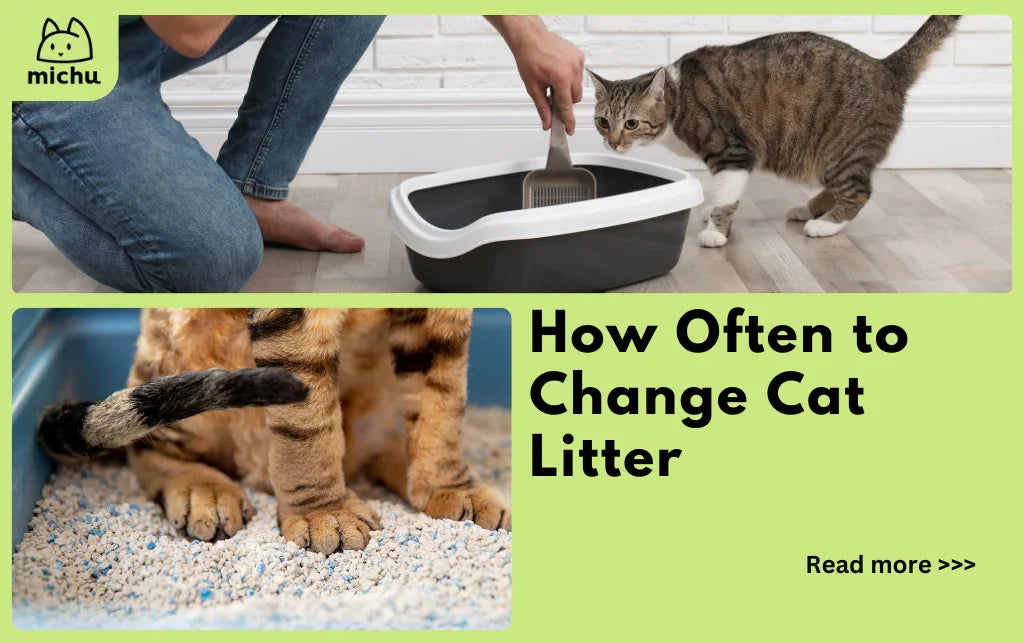 How Often Should You Change Cat Litter? – Michu Australia