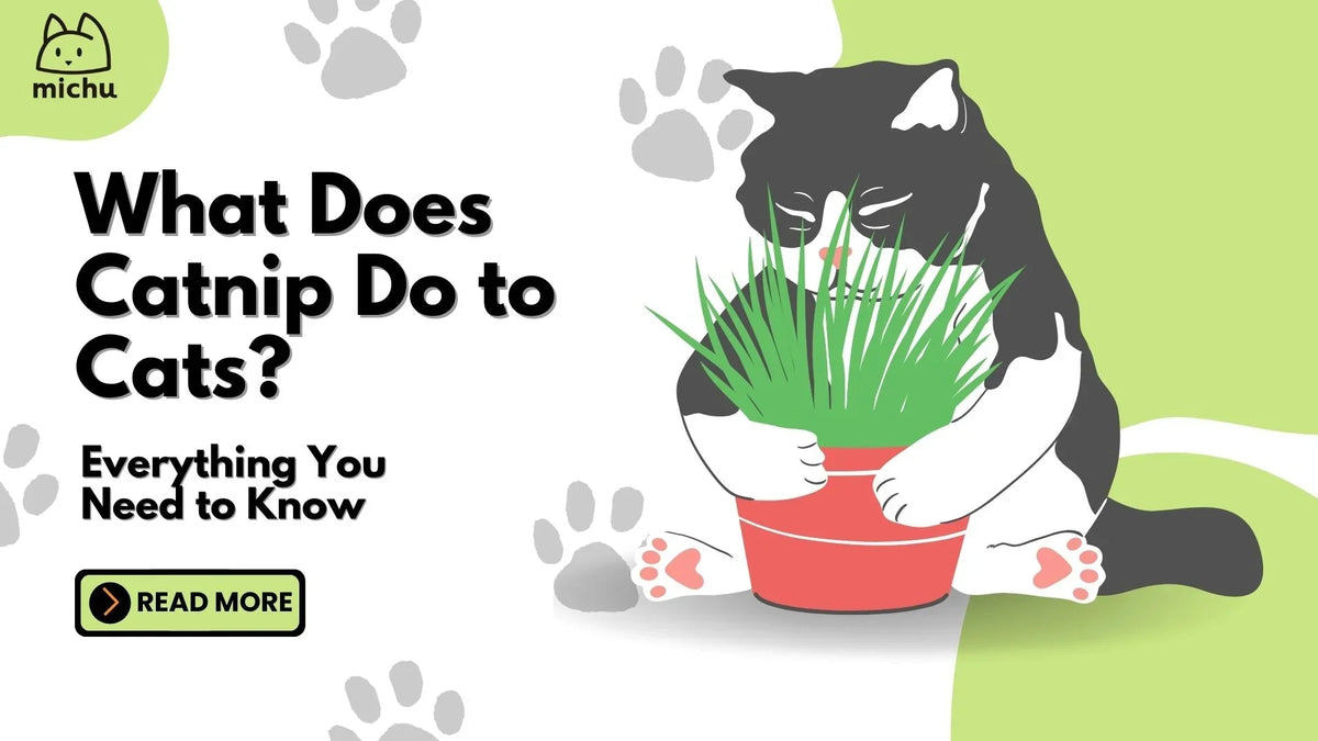 What Does Catnip Do to Cats? Effects, Risks, and Safer Alternatives – Michu Australia