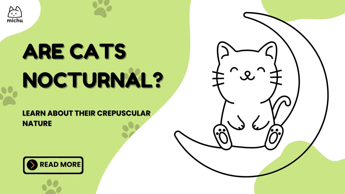 Are Cats Nocturnal? Learn About Their Crepuscular Nature – Michu Australia