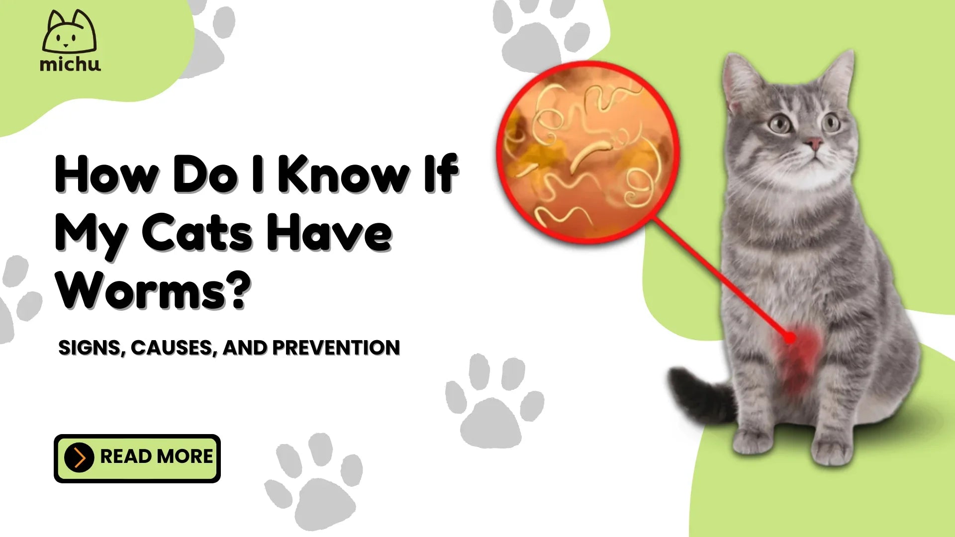 Hookworm In Cats
