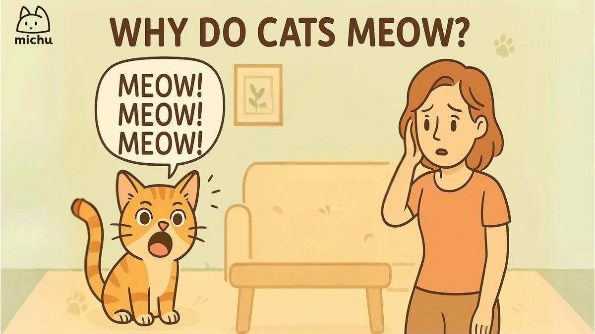 Why Do Cats Meow? Top 10 Reasons & Practical Solutions – Michu Australia