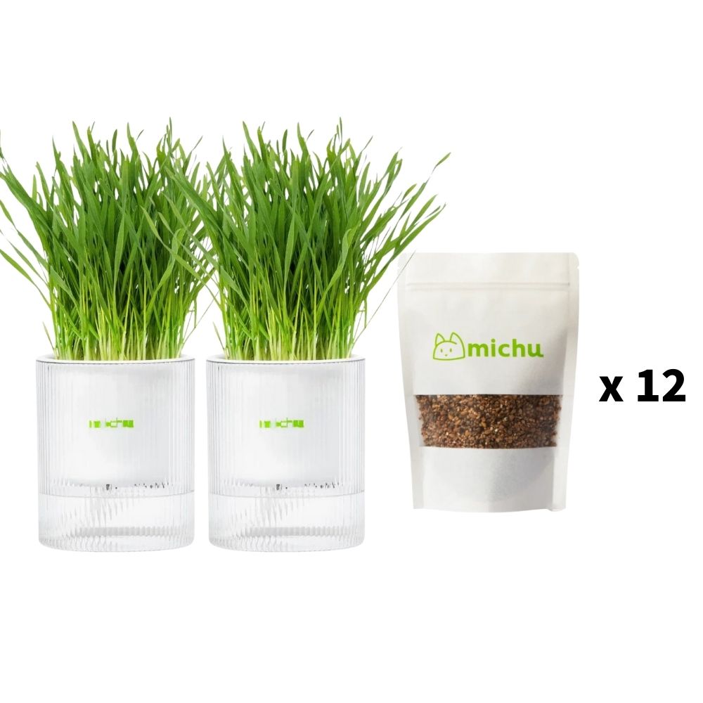 MICHU Soil-Free Cat Grass Grow Kit - Australian Made – Michu Australia
